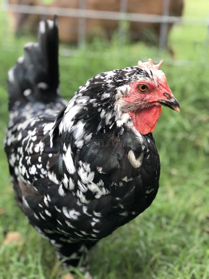 Speckled Chicken in a Farmyard Setting Stock Photo - Image of range ...