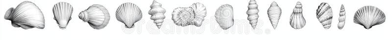 A Modern Artwork Depicting Freehand Sea Shells Using Line Art and ...