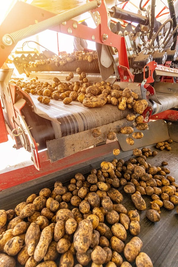 Potato Sorting, Processing and Packing Factory Stock Image - Image of ...