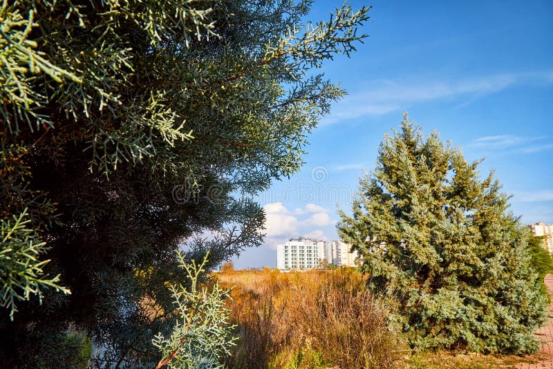 Modern Big Building, Tree and Greenery on Foreground and Blue Sky on ...