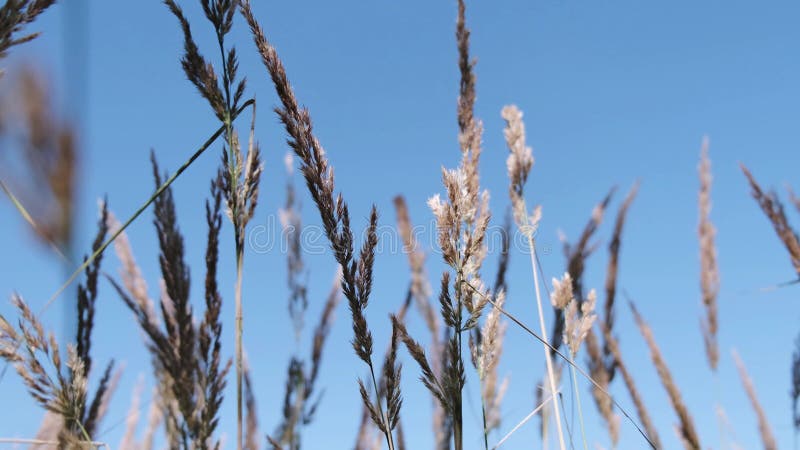 Modern Brown Grass at Wind Background. Architectural Background. Grass ...