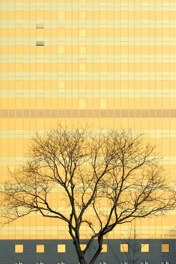 Modern building and tree stock image. Image of modern - 12058935