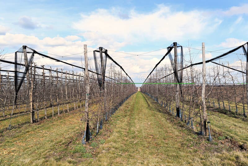 Modern Cherry Orchard in Early Spring Stock Image - Image of flora ...