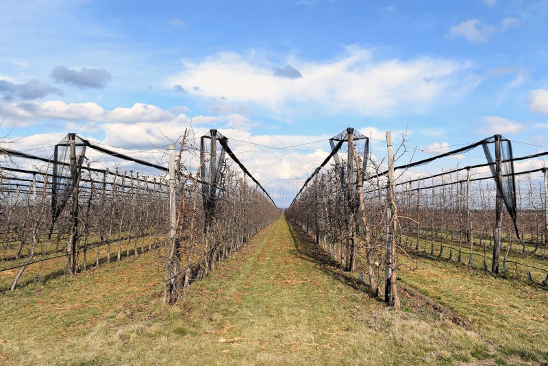 Modern Cherry Orchard in Early Spring Stock Photo - Image of growing ...