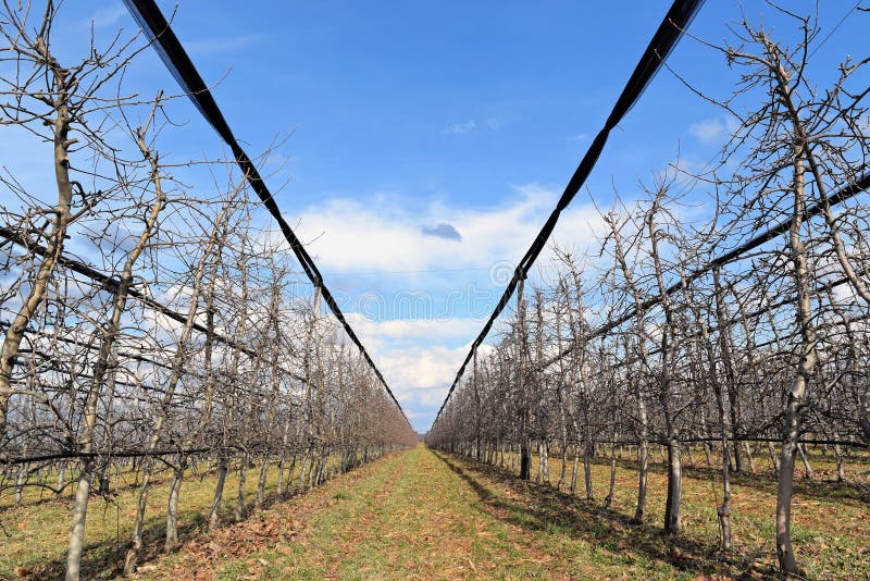 Modern Cherry Orchard in Early Spring Stock Photo - Image of family ...