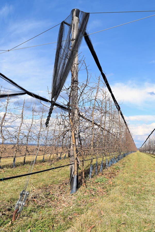 Modern Cherry Orchard in Early Spring Stock Photo - Image of botany ...