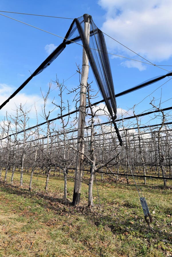 Modern Cherry Orchard in Early Spring Stock Image - Image of branch ...