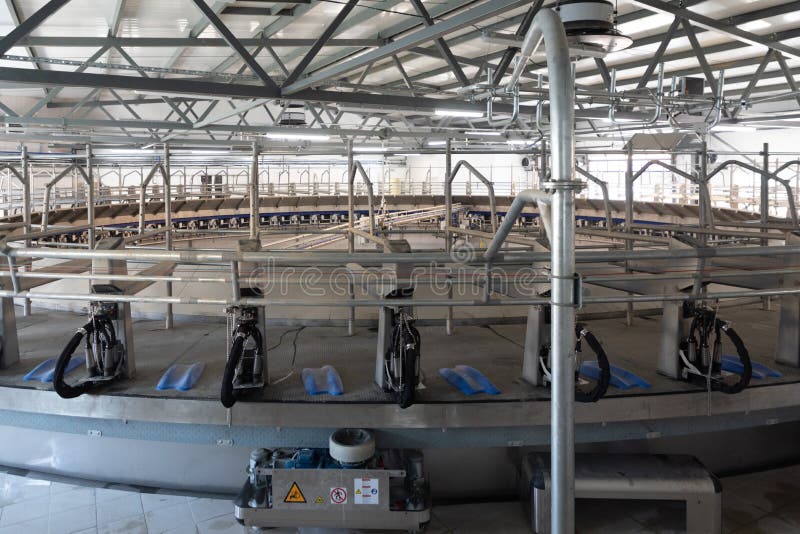 Modern Circular Milking Machine in a Modern Cow Farm, Cow Milking ...