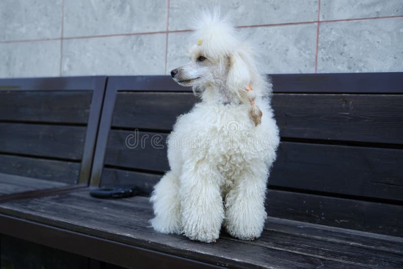 A Modern-colored Poodle Dog Sits on a Bench and Looks Back Stock Image ...