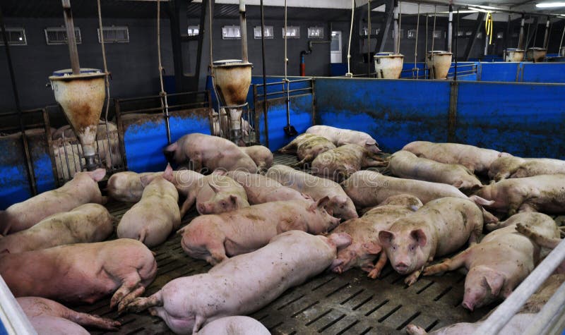 The Modern Pig Breeding Complex_5 Editorial Stock Image - Image of ...