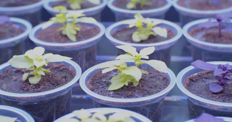 Modern Cultivation of Plants.various Small Plants are Grown in Plastic ...