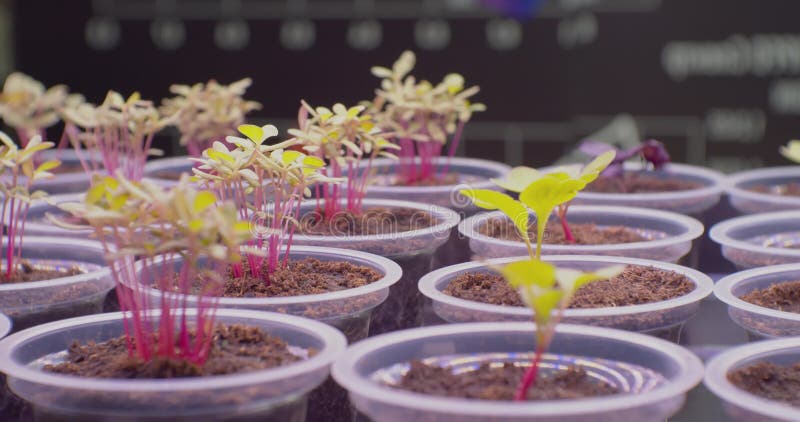 Modern Cultivation of Plants. Various Small Plants are Grown in Plastic ...