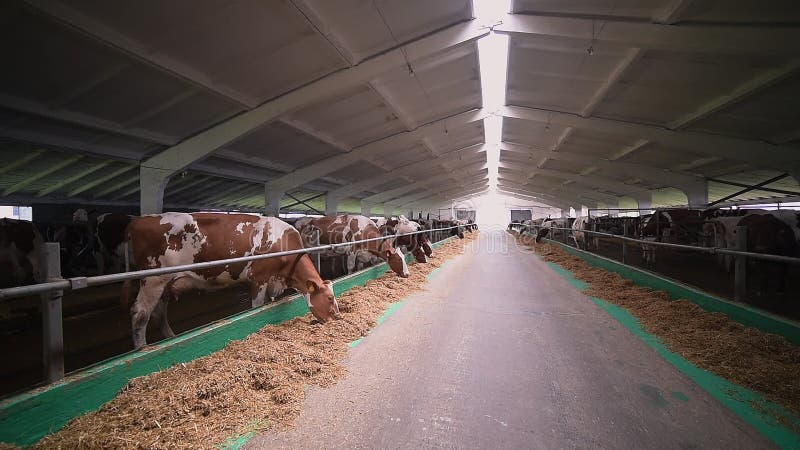 Modern Dairy Barn with Rows of Cows Feeding on Silage, Spacious and ...