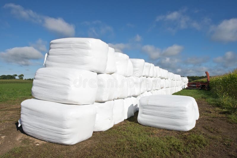 Modern Dairy Farm Hay Bales in Plastic Bags Stock Image - Image of bale ...