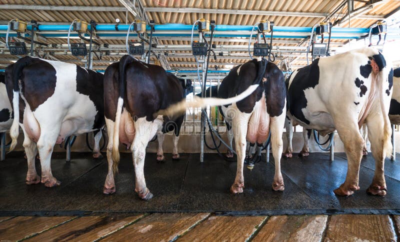 Modern Dairy Works, Dairy Cow in Milking Process by Mechanized M Stock ...