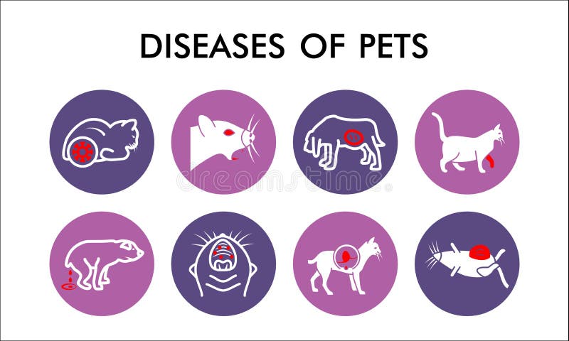 Modern Diseases of Pets Infographic Design Template with Icons ...