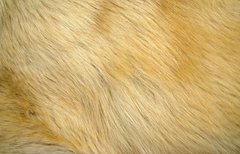 Golden Retriever Fur Macro Texture Stock Image - Image of woman, brown ...