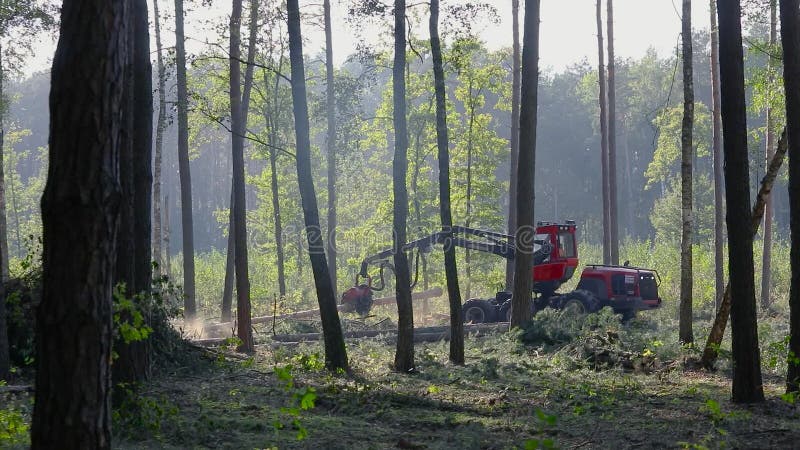 Modern Equipment for Deforestation, Forest Harvester Stock Video ...