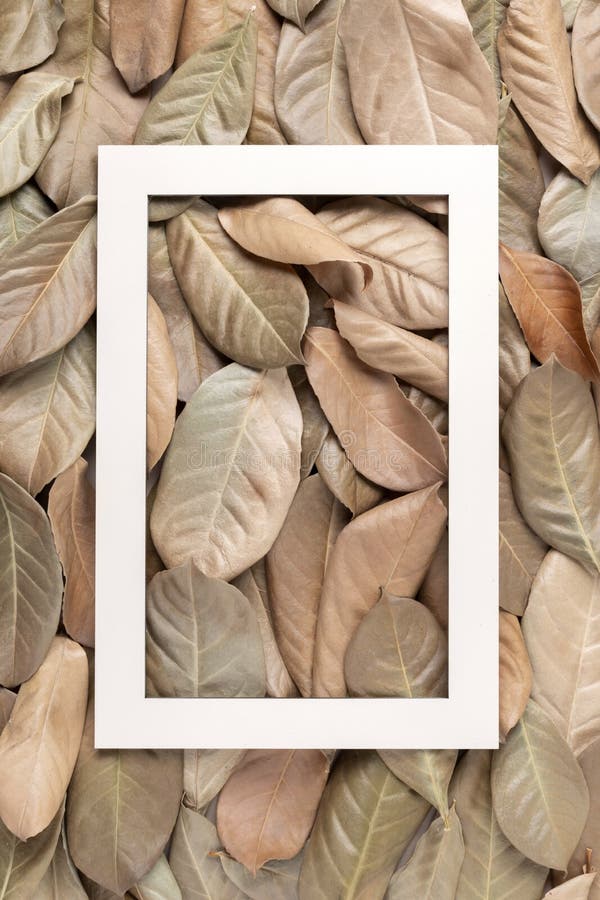 Modern Fall Composition Made of Dried Leaves with Paper Frame Stock ...