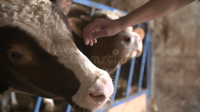 Modern Farm Barn with Milking Cows Eating Hay Stock Footage - Video of ...