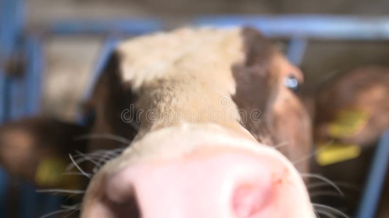 Modern Farm Barn with Milking Cows Eating Hay Stock Footage - Video of ...