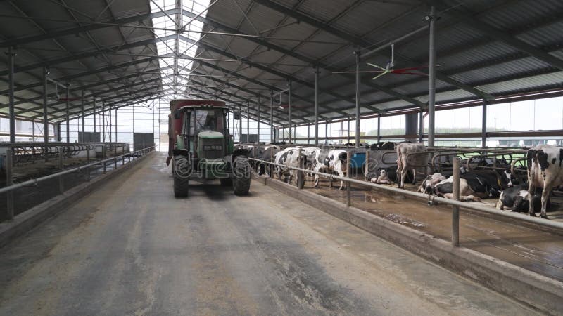 Modern Farm Barn With Milking Cows Eating Hay Cows Feeding On Dairy