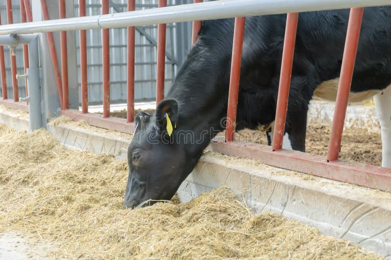 Livestock on a Modern Farm. Stock Photo - Image of dairy, process ...