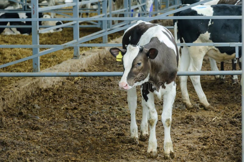 Modern Farm. Cattle Breeding on a Modern Farm. Stock Image - Image of ...