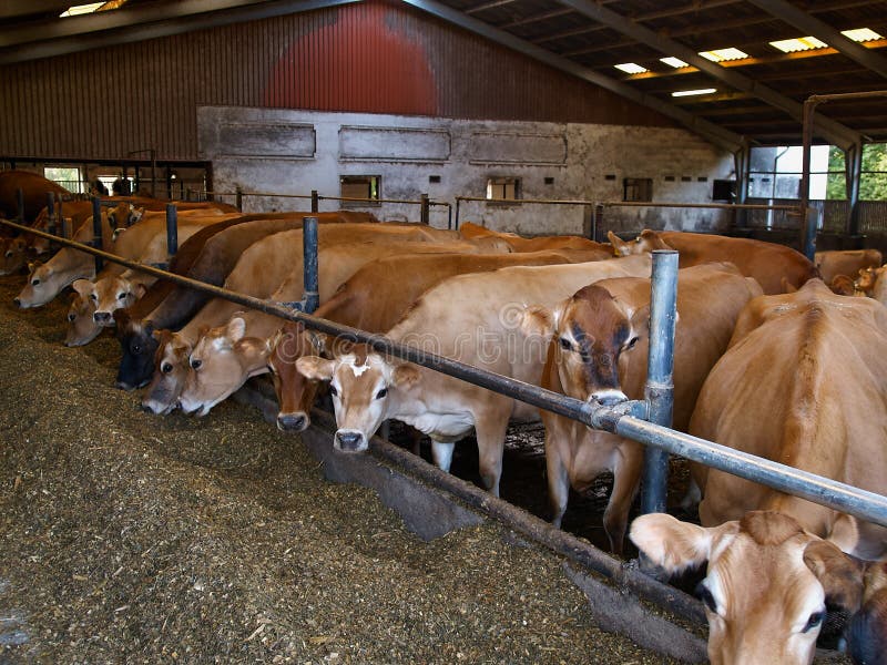Modern Farm Cowshed with Cows Stock Image - Image of color, mammal ...