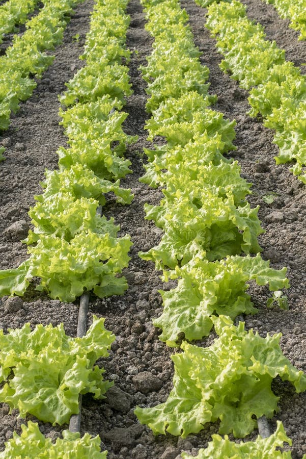 Modern Farm for Growing Lettuce Stock Image - Image of form, seasonal ...