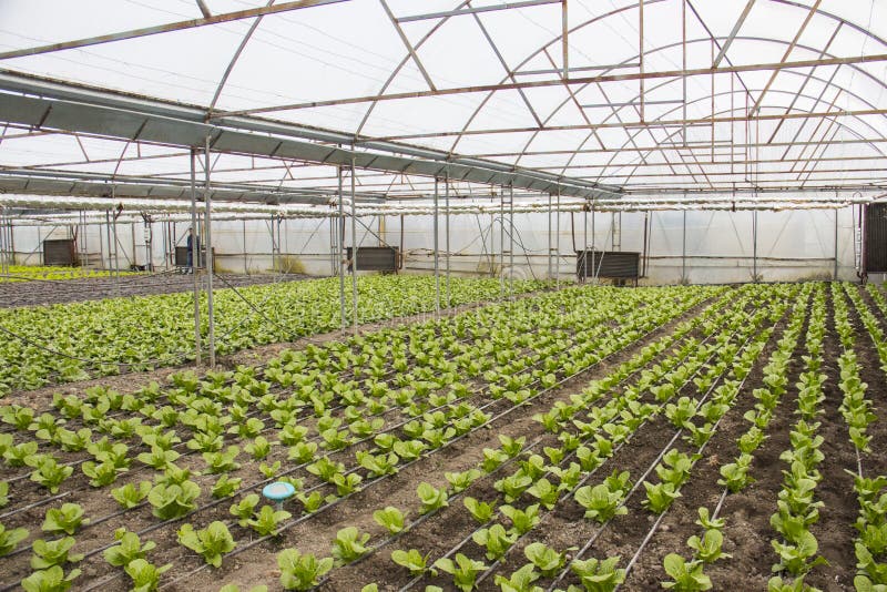 Modern Farm for Growing Lettuce Stock Photo - Image of shape, colour ...