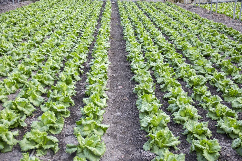 Modern Farm for Growing Lettuce Stock Image - Image of farm, green ...