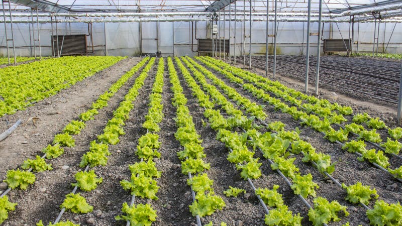 Modern Farm for Growing Lettuce Stock Photo - Image of ornate ...