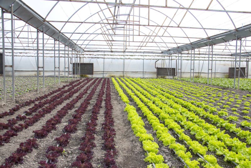 Modern Farm for Growing Lettuce Stock Image - Image of colour, garden ...