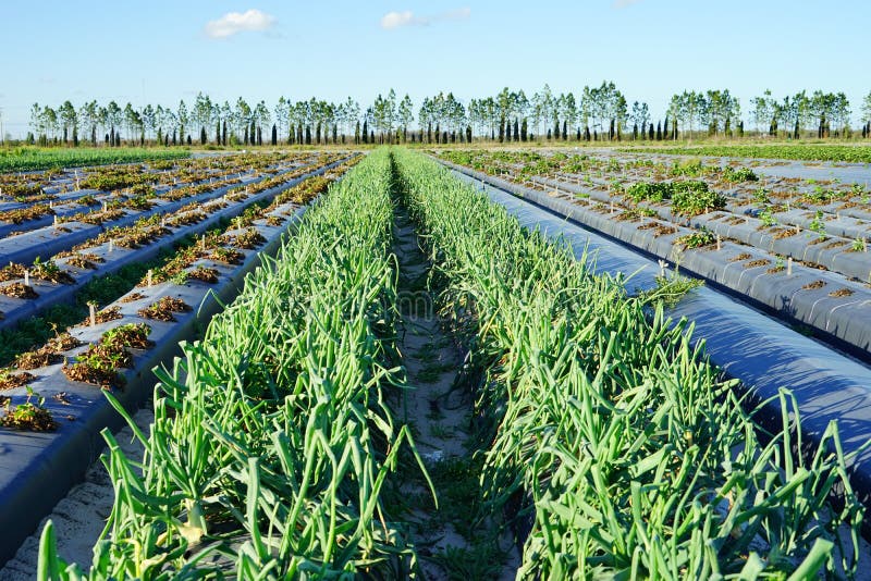 Modern farm stock image. Image of onion, florida, backyard - 87308617