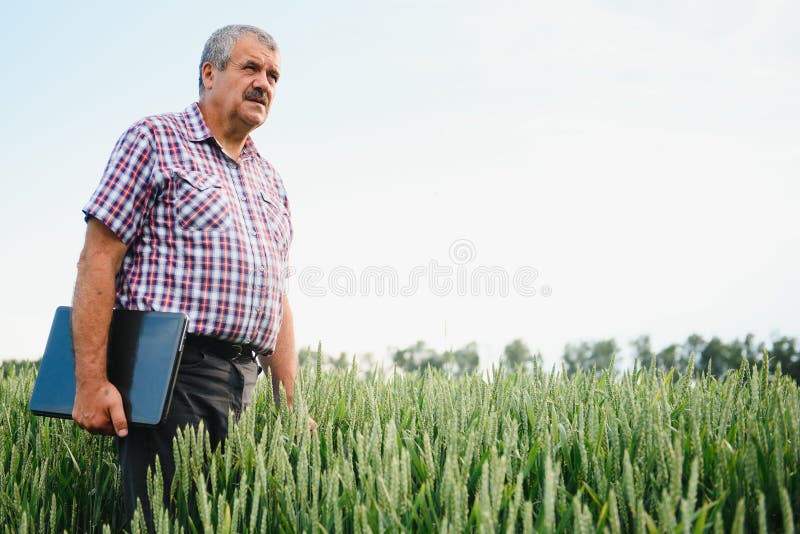 Modern Farmer Checking His Wheat Field and Working on Laptop Computer ...