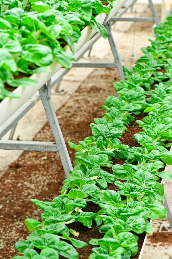 Modern Farming Using Rack To Save Space Stock Image - Image of fresh ...