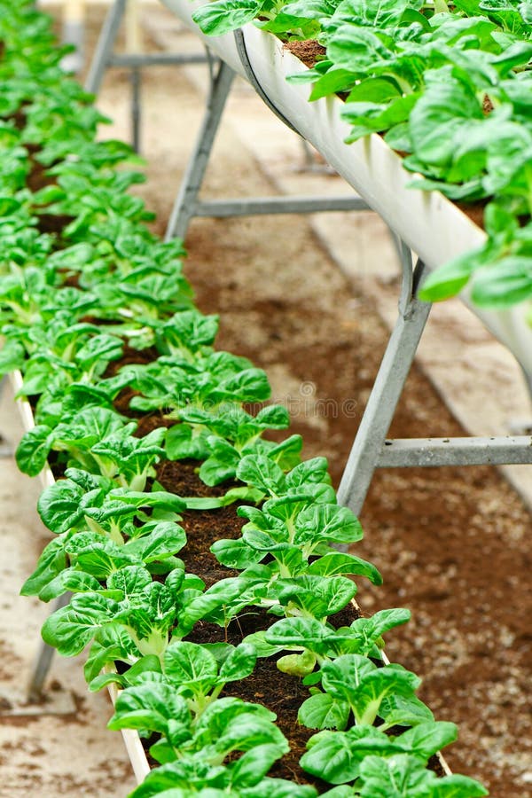 Modern Farming Using Rack To Save Space Stock Photo - Image of local ...