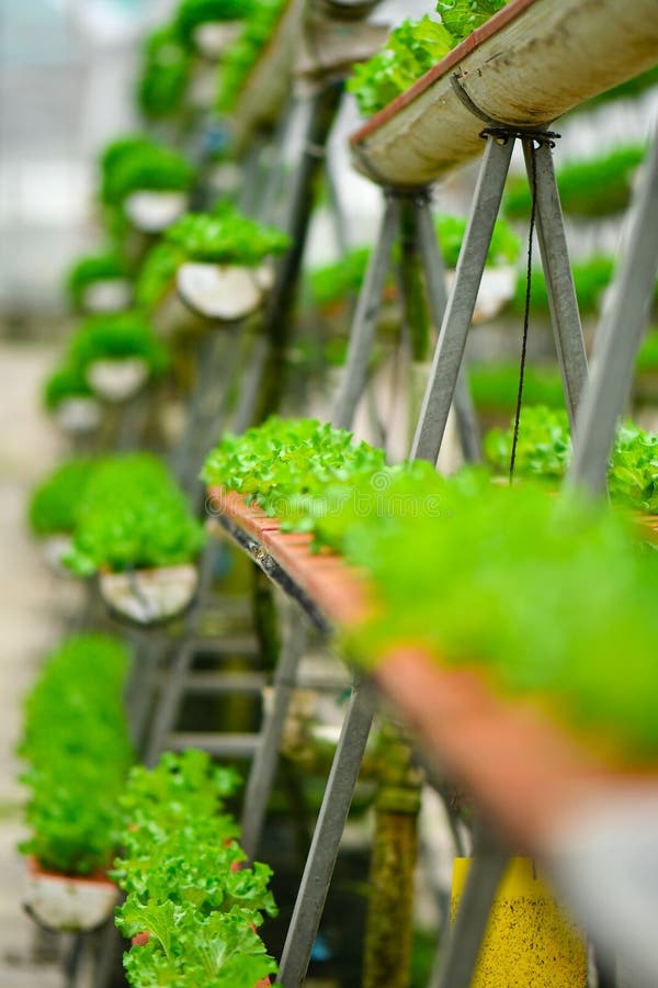 Modern Farming Using Rack To Save Space Stock Photo - Image of crop ...