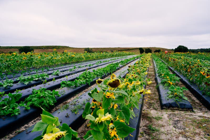 A modern flower farm field stock image. Image of earth - 234521685