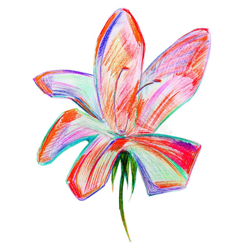 Modern flower isolated stock illustration. Illustration of foliage ...