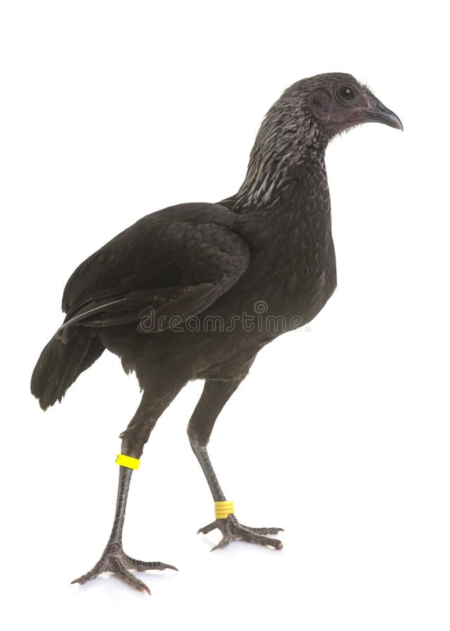 Modern Game Fowl Stock Photos - Free & Royalty-Free Stock Photos from ...