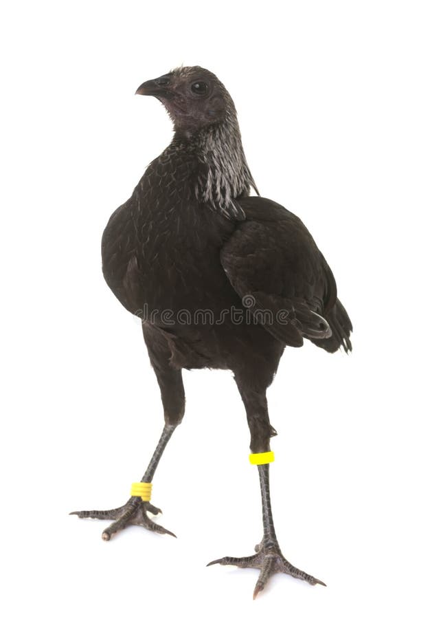 Modern Game Hen Stock Photos - Free & Royalty-Free Stock Photos from ...