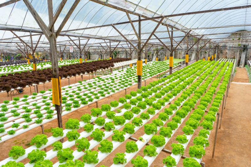 Modern Greenhouse for Growing Salads with Irrigation System. Industrial ...