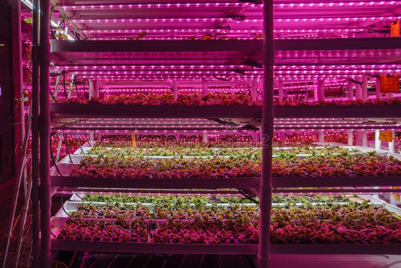 Modern Greenhouse Interior with Artificial LED Light Stock Photo ...