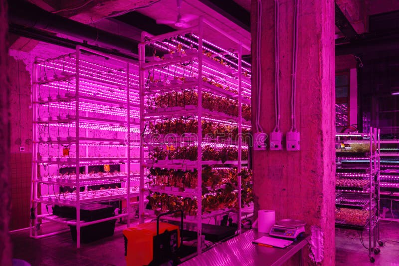 Modern Greenhouse Interior with Artificial LED Light Stock Image ...