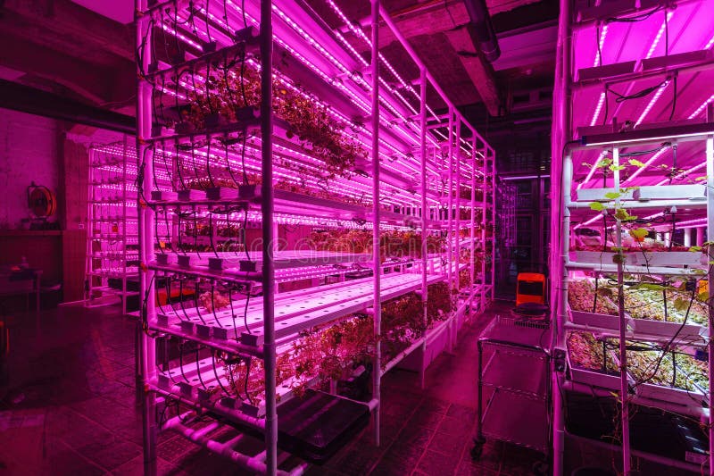 Modern Greenhouse Interior with Artificial LED Light Stock Photo ...