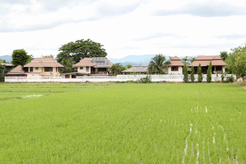 The House Behind the Paddy Field Stock Photo - Image of landscape ...