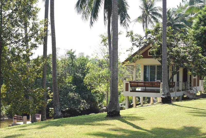 Modern House in Coconut Garden Stock Photo - Image of home, exotic ...