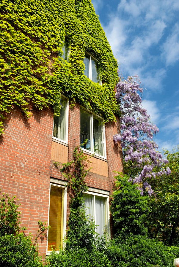 Some ivies on a wall stock image. Image of flower, plant - 143846483